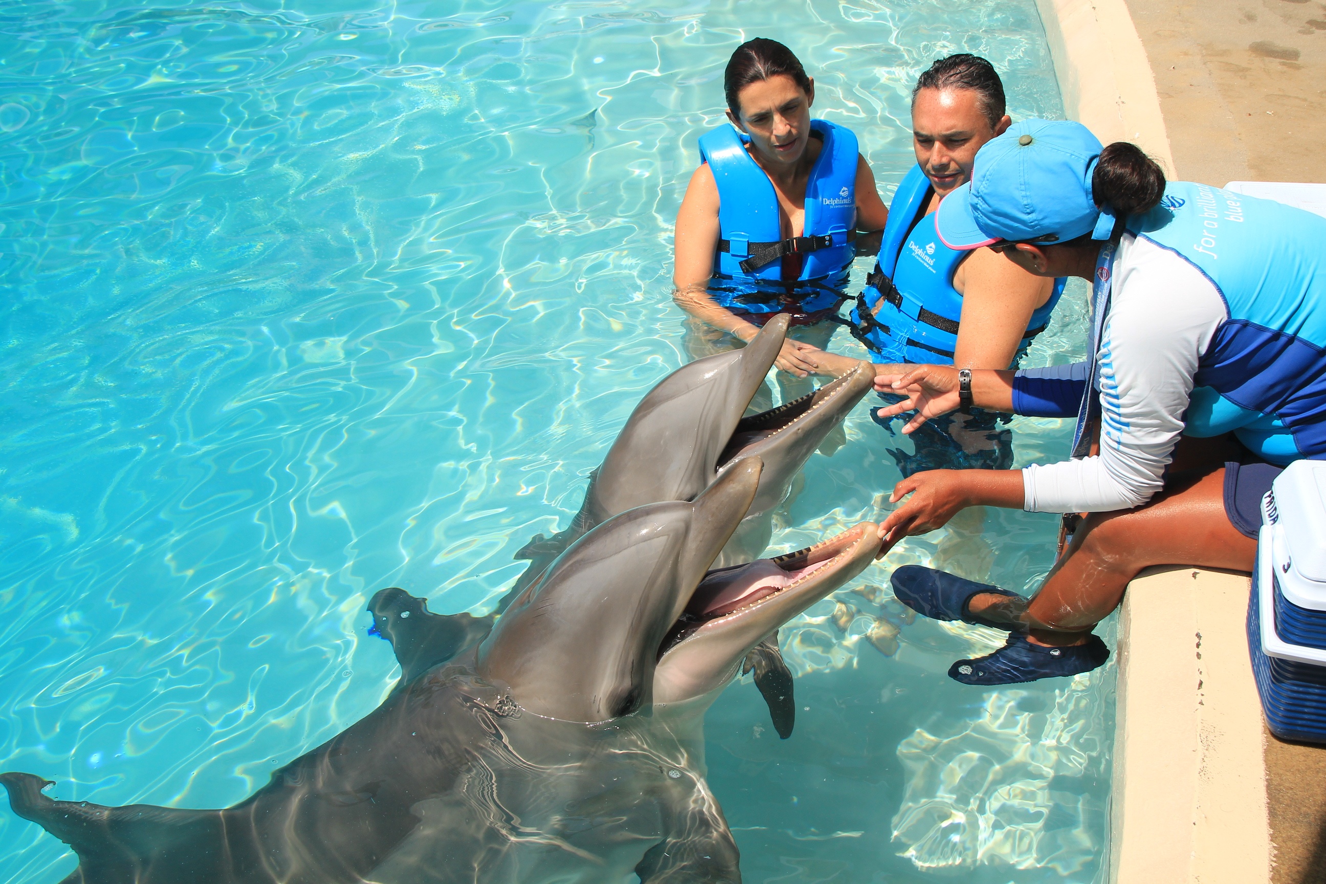 Nadar con delfines en Acuario interactivo de Cancún | Delphinus